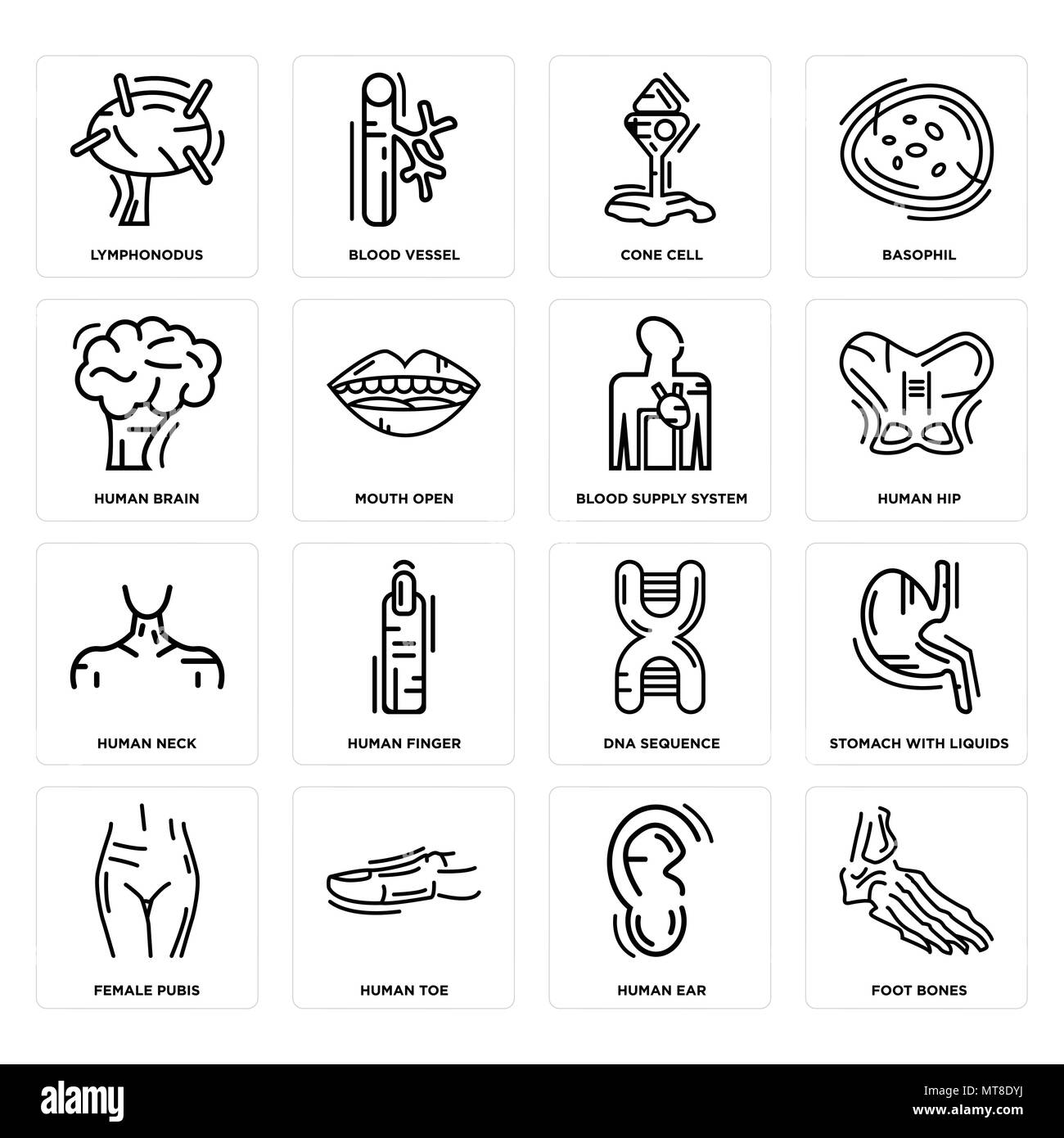 Set Of 16 simple editable icons such as Foot Bones, Human Ear, Toe ...