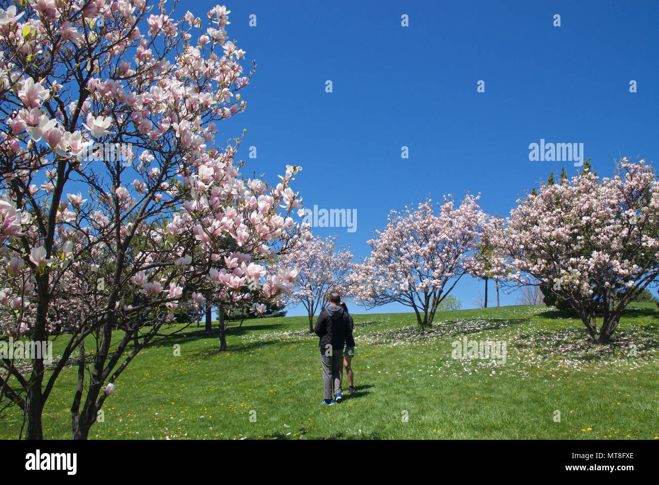 People relax in spring in blooming magnolia gardens in the city, with ...