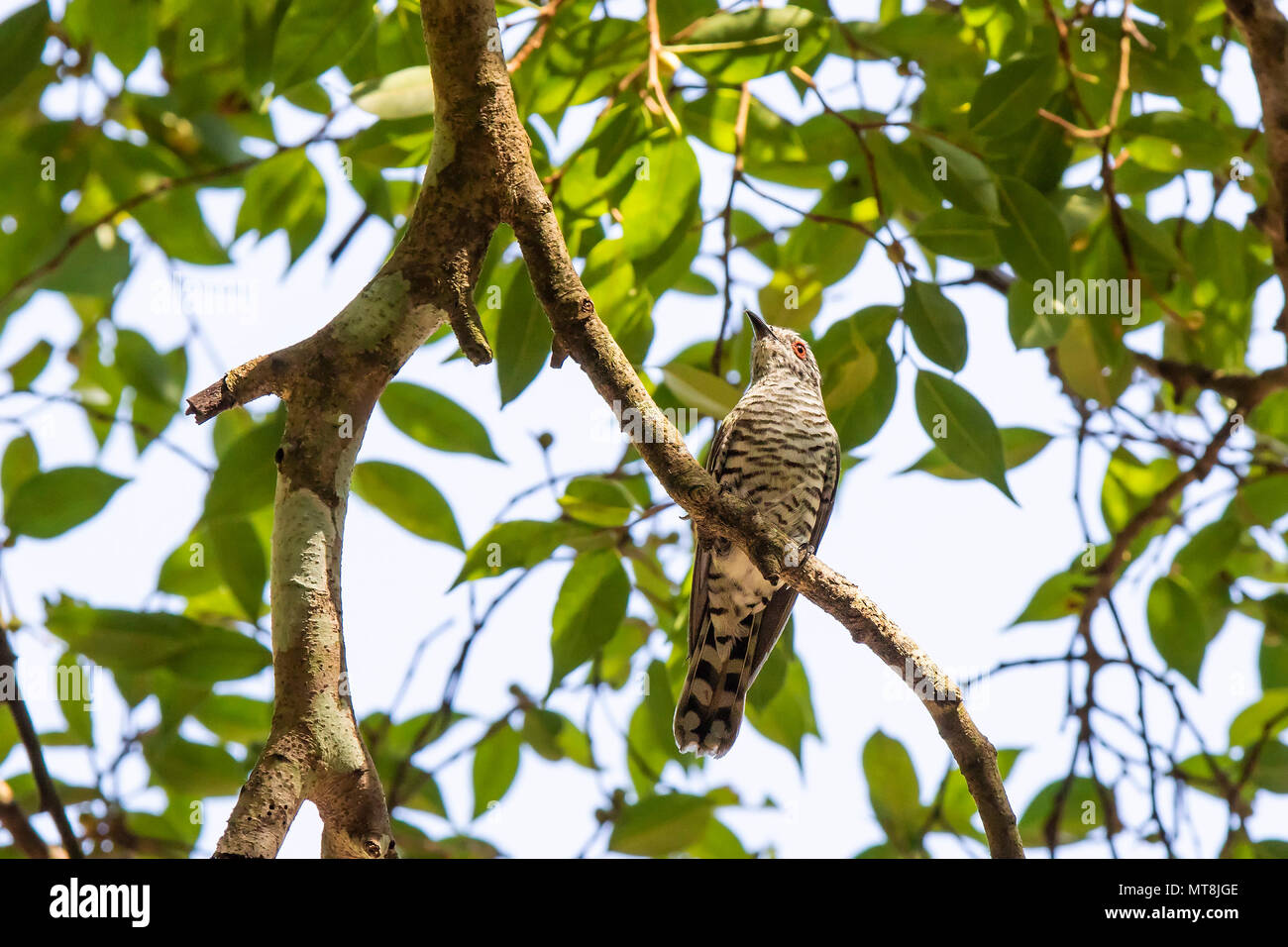 Little Bronze Cuckoo (Chrysococcyx minutillus) race "peninsularis Stock ...
