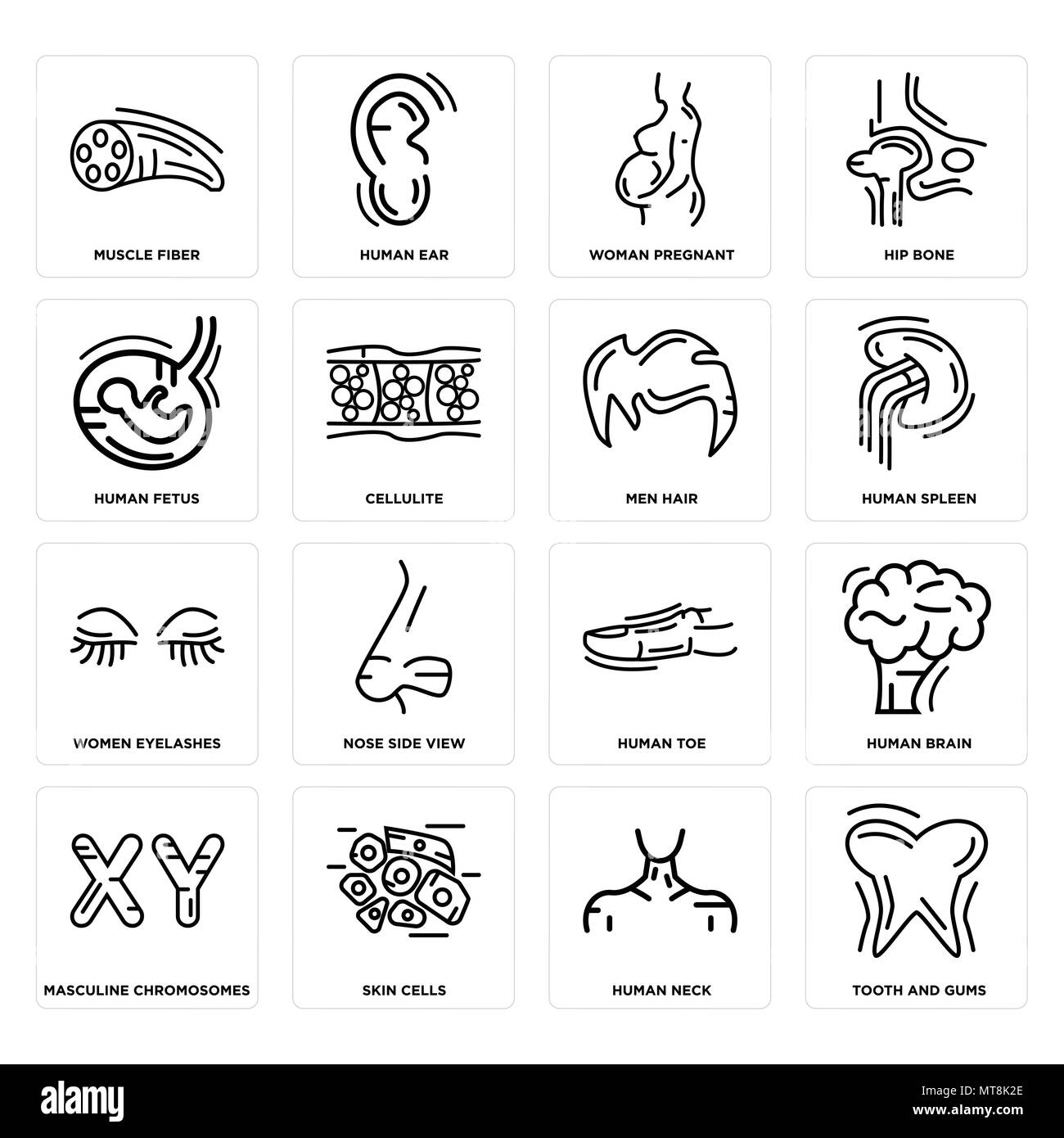 Skin cells icon vector vectors hi-res stock photography and images - Alamy