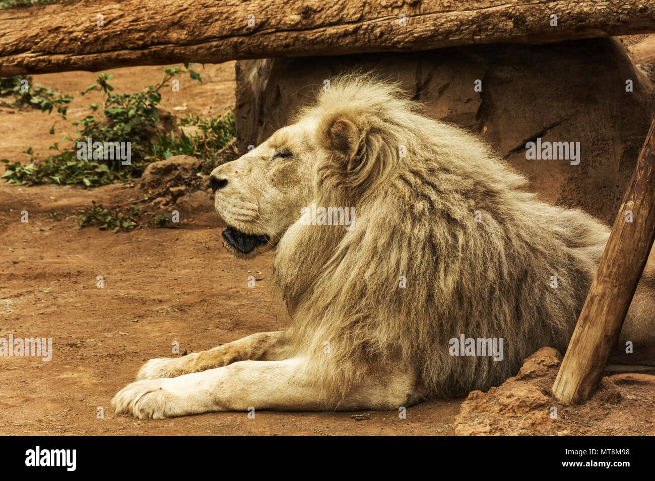 The lion is resting in a natural habitat, close-up Stock Photo - Alamy