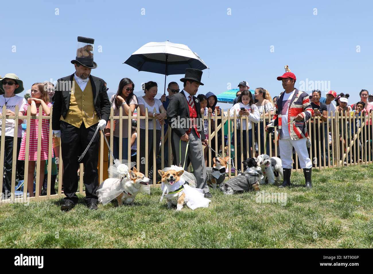 Arcadia, California, USA. 27th May, 2018. Corgi dogs dressed as the ...