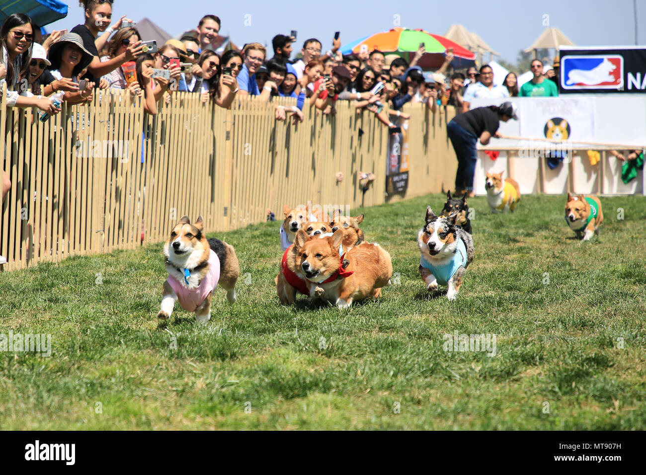 Arcadia, California, USA. 27th May, 2018. The First Annual SoCal Corgi ...