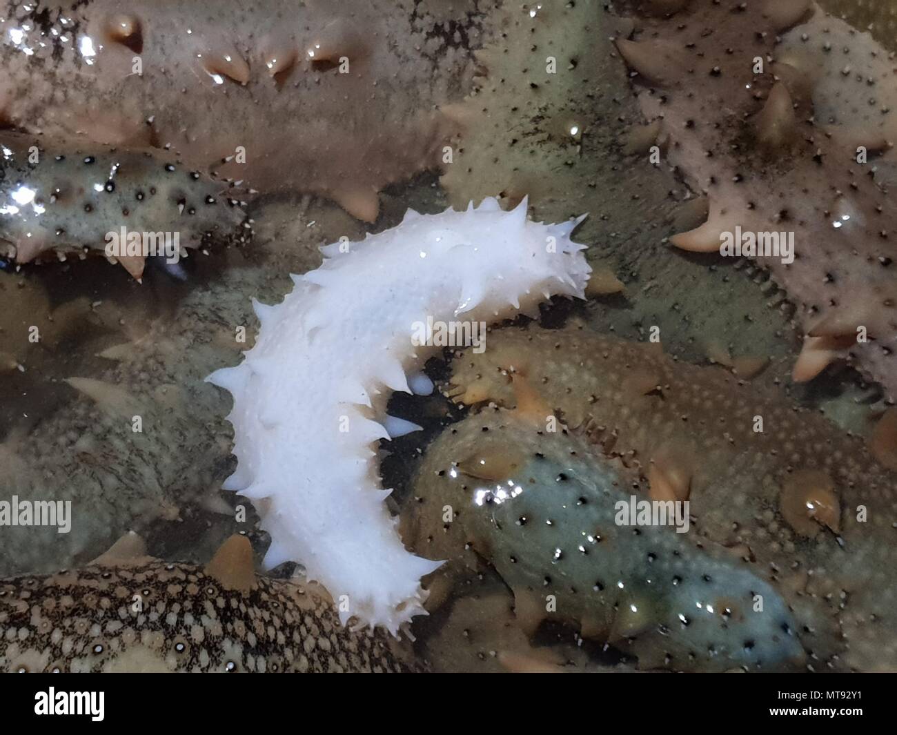 Albino Sea Creatures