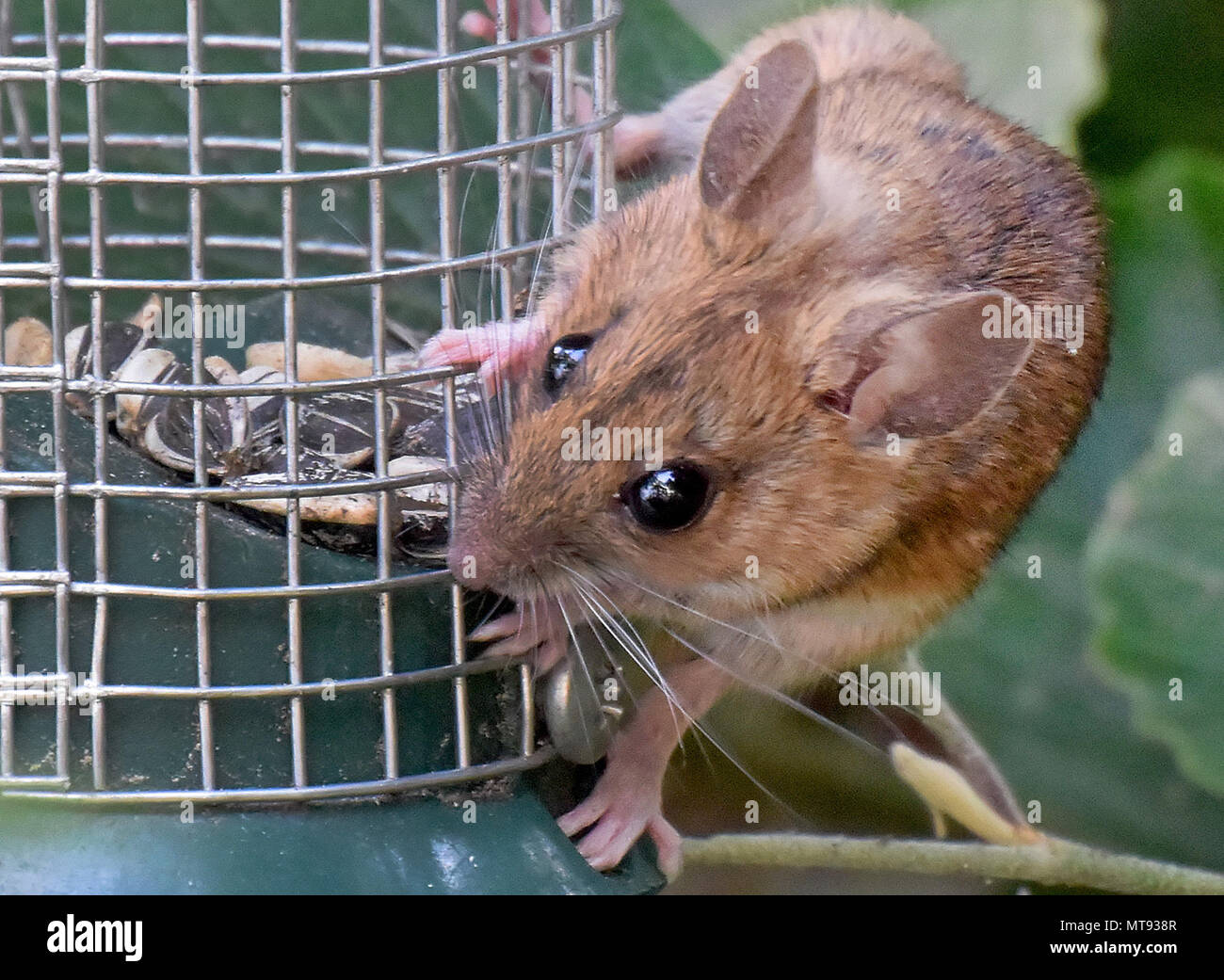 28 May 2018, Germany, Langenhagen: A mouse eats sunflower seeds from a ...