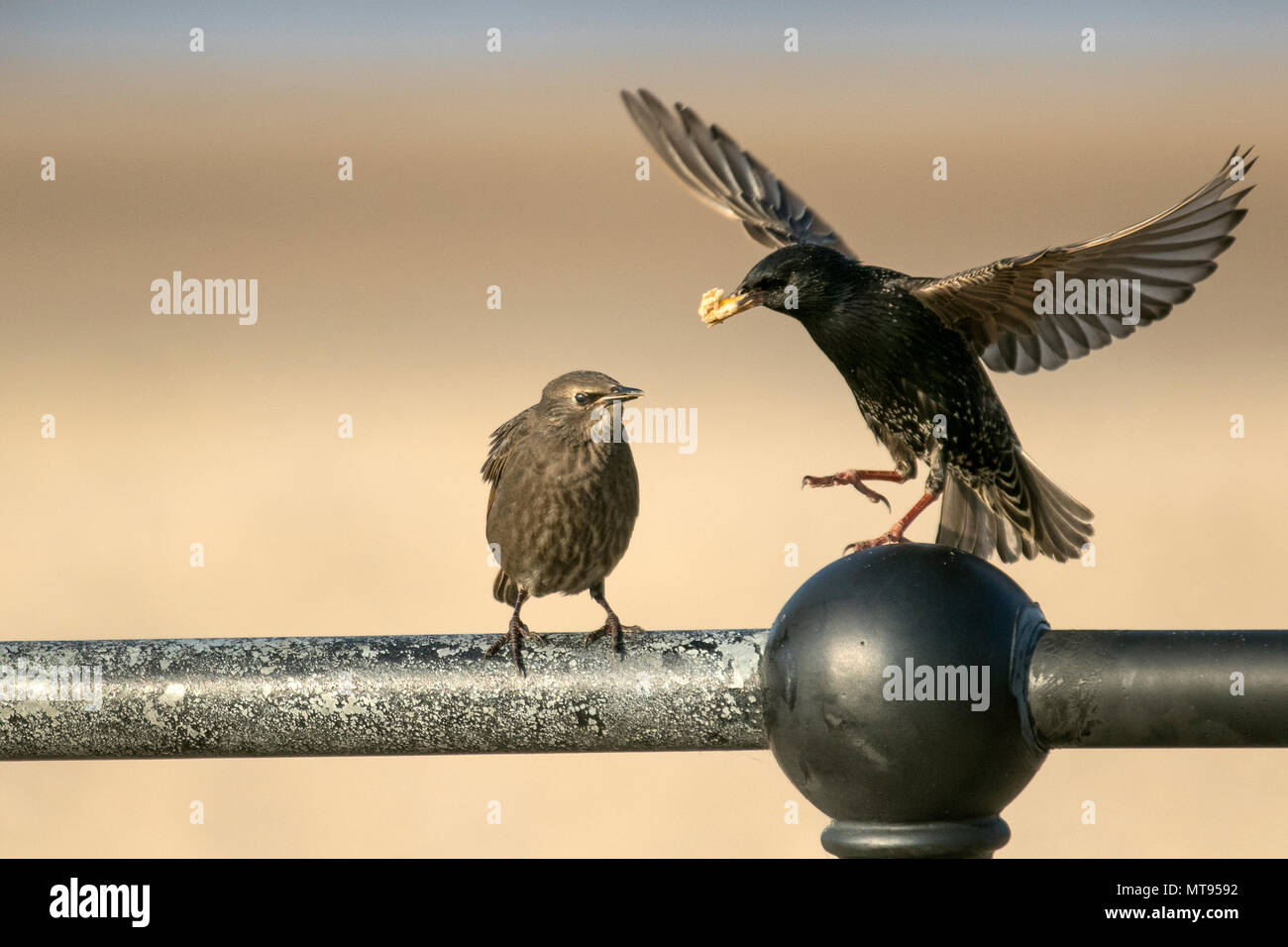 Starlings feeding chick with discarded food in Crosby, Liverpool. May ...