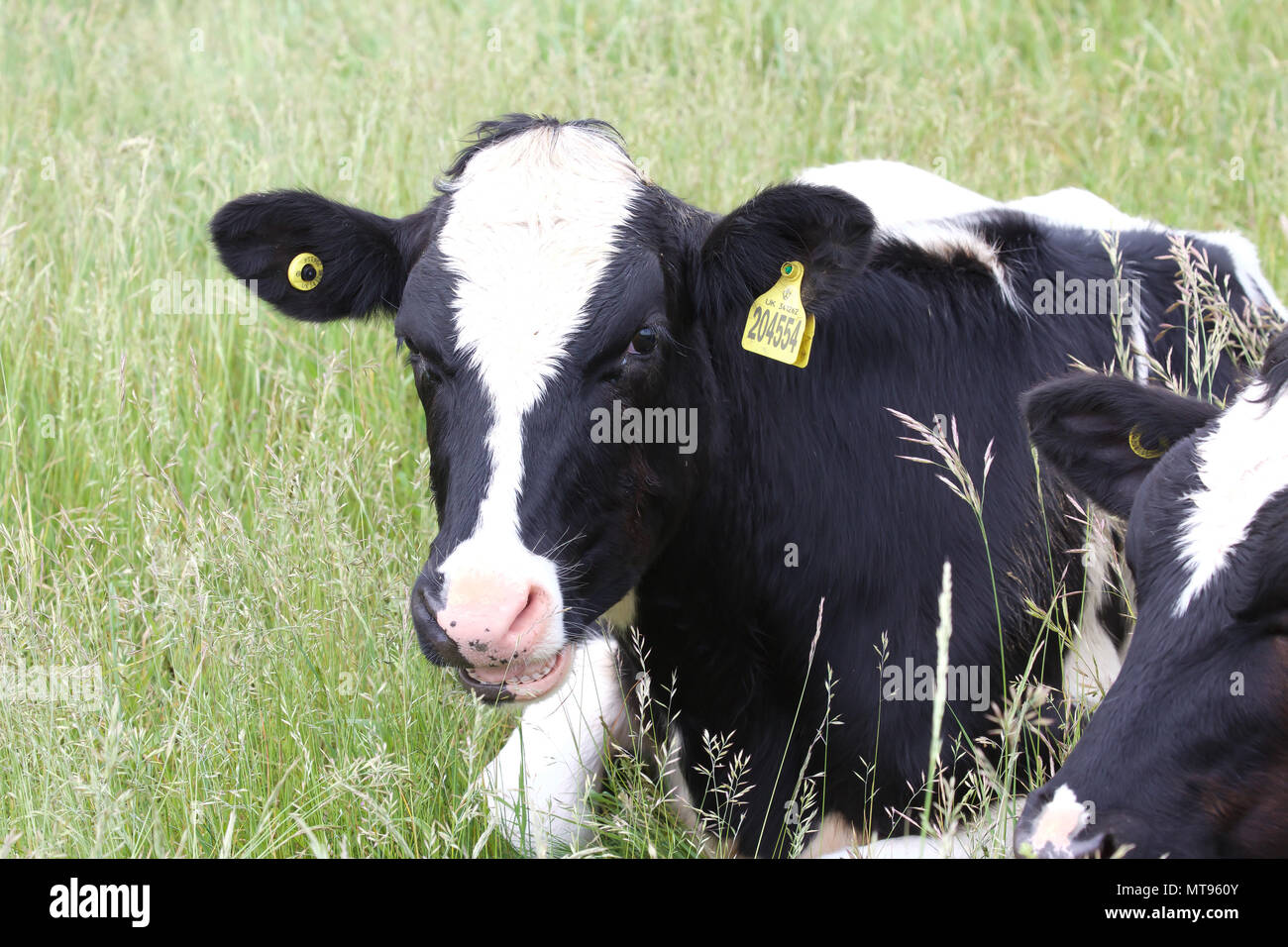 Miserable cow hi-res stock photography and images - Alamy