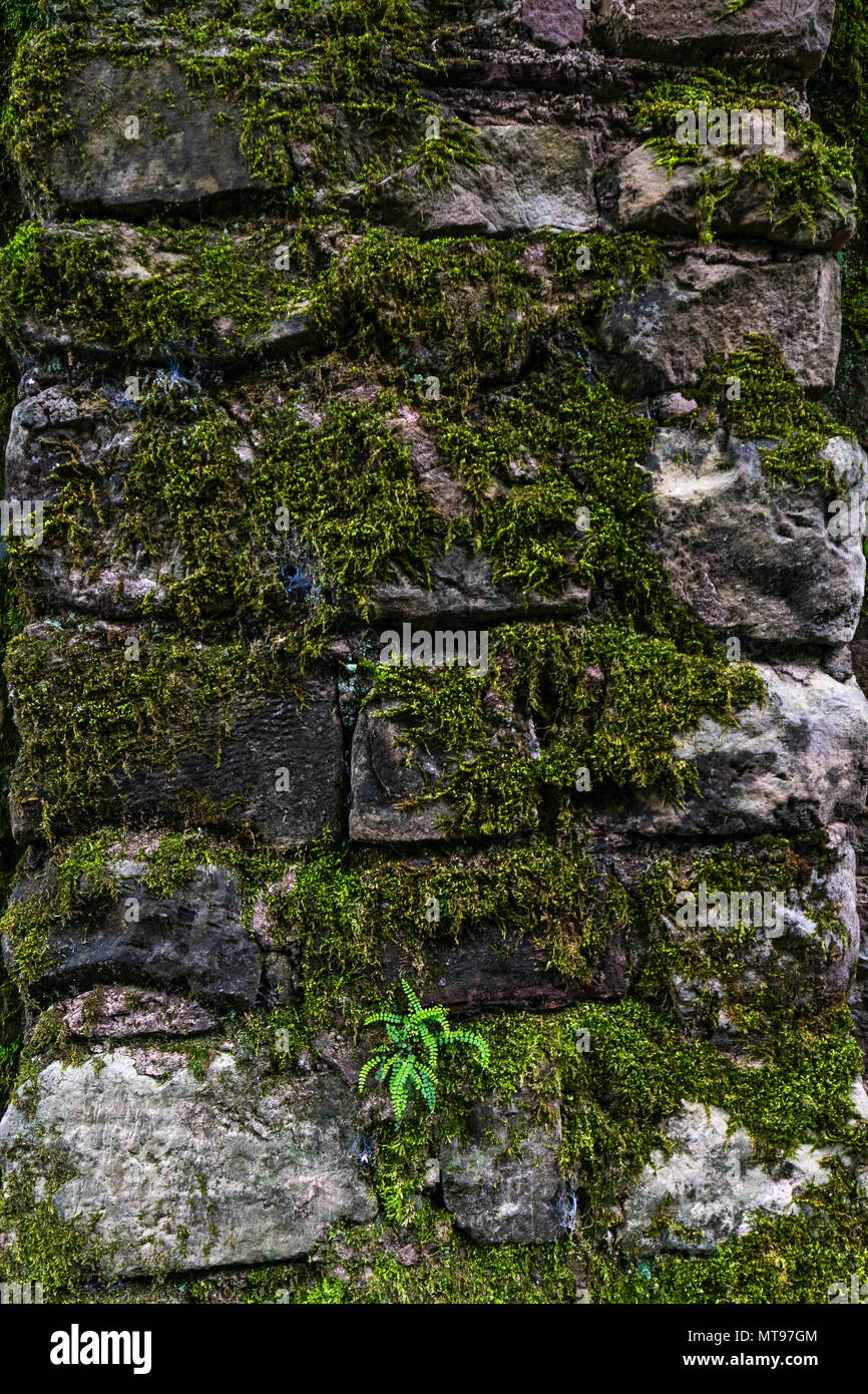 Walls texture hi-res stock photography and images - Alamy