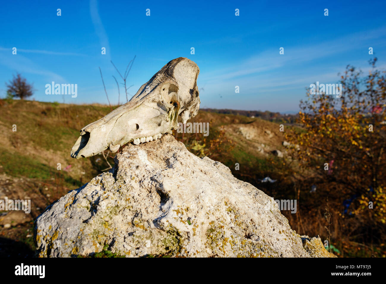 Close-up background of bull's head skeleton lies on the stone against ...