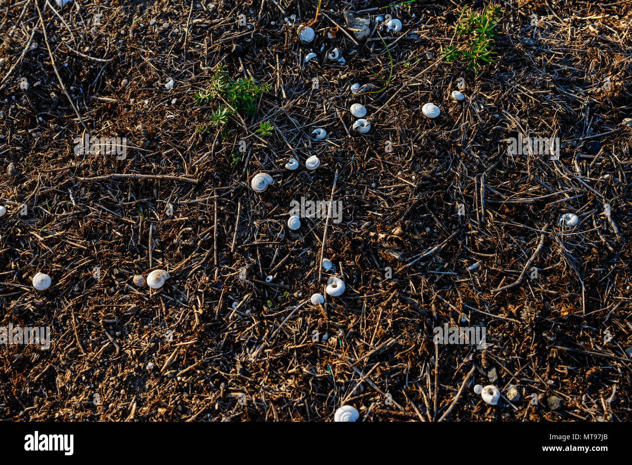 Texture of tiny shell between soil with grass and branches Stock Photo ...