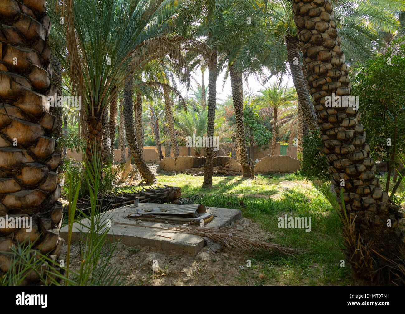 Date palms in an oasis, Ad Dakhiliyah Region, Al Hamra, Oman Stock ...
