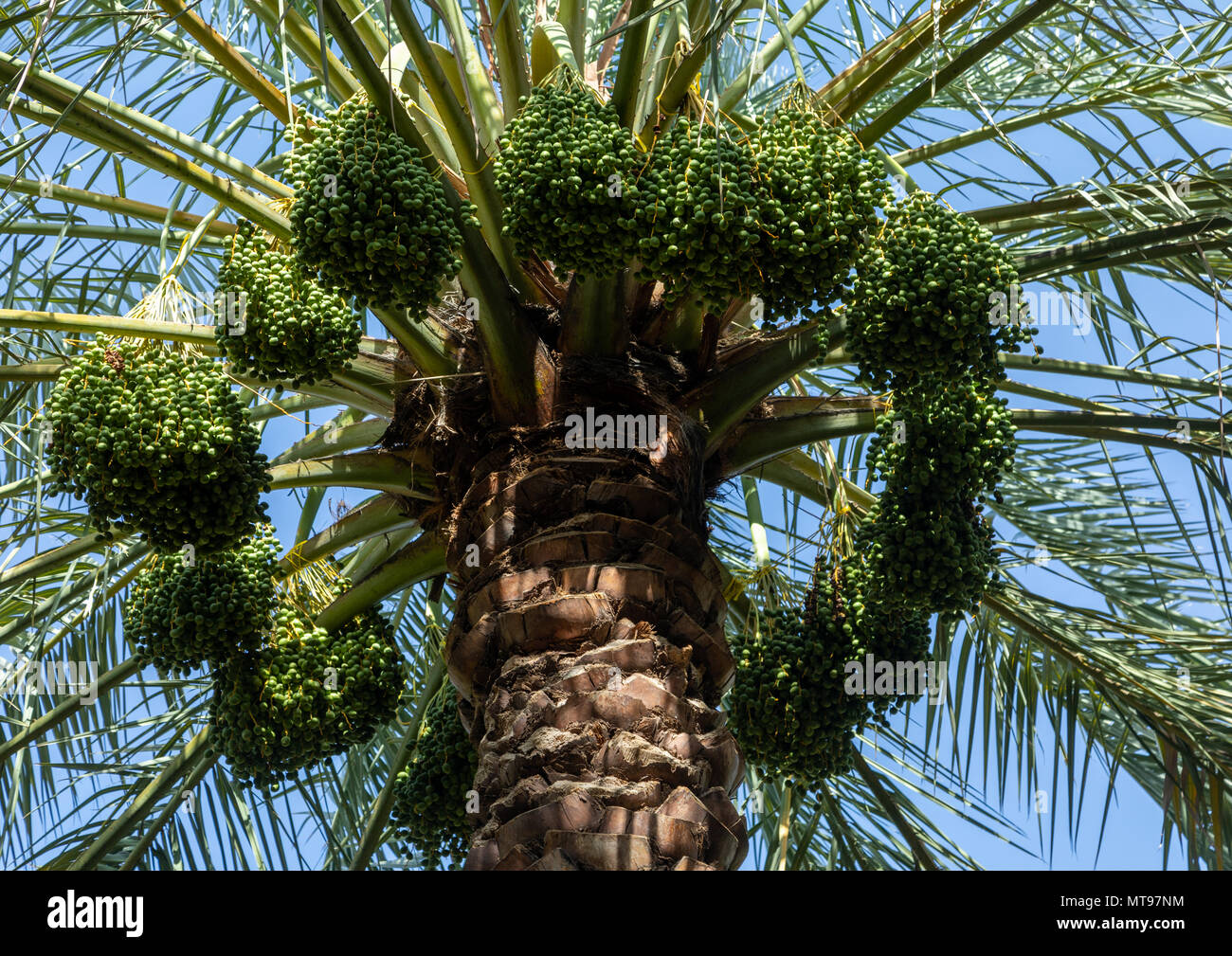 Date palms in an oasis, Ad Dakhiliyah Region, Al Hamra, Oman Stock ...
