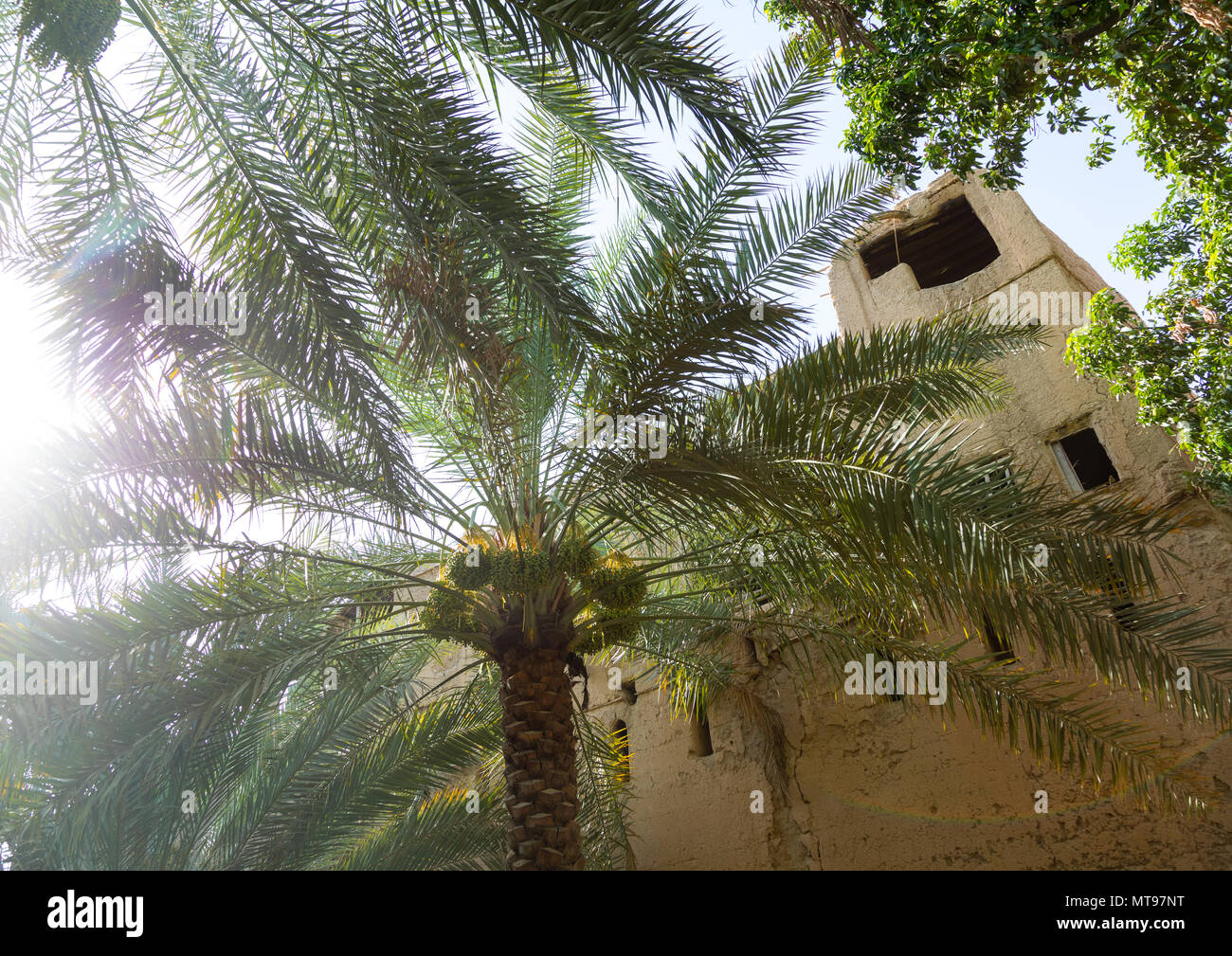 Date palms in an oasis, Ad Dakhiliyah Region, Al Hamra, Oman Stock ...