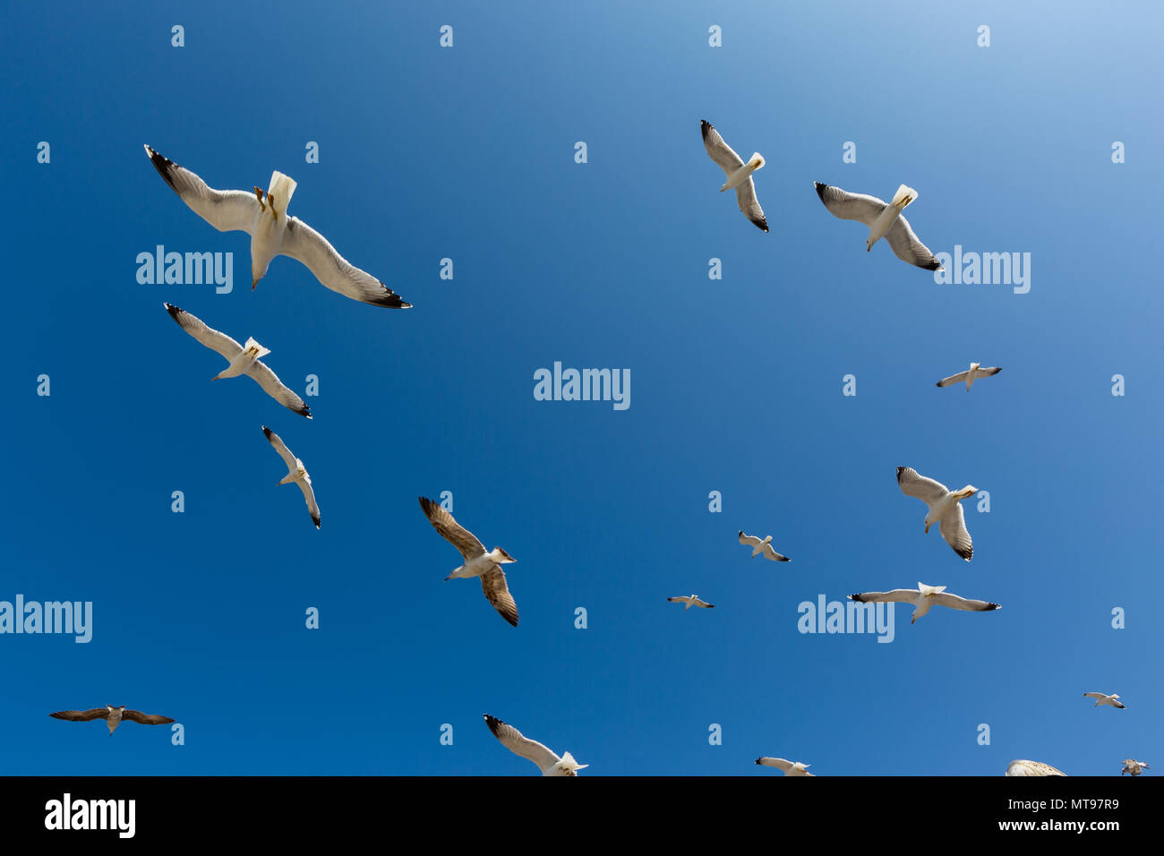 Many seagulls flying hi-res stock photography and images - Alamy