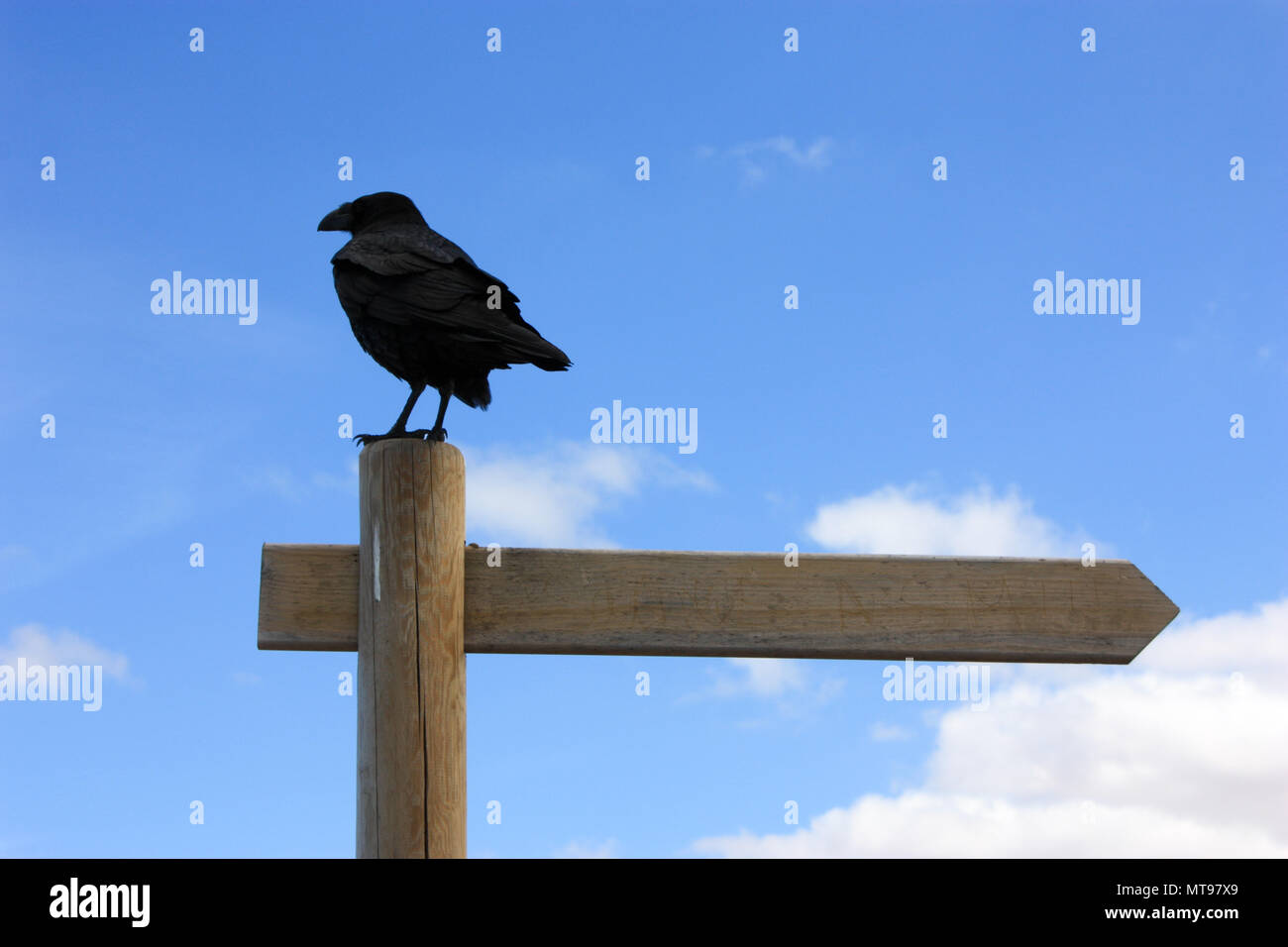 Bird on a sign Stock Photo - Alamy