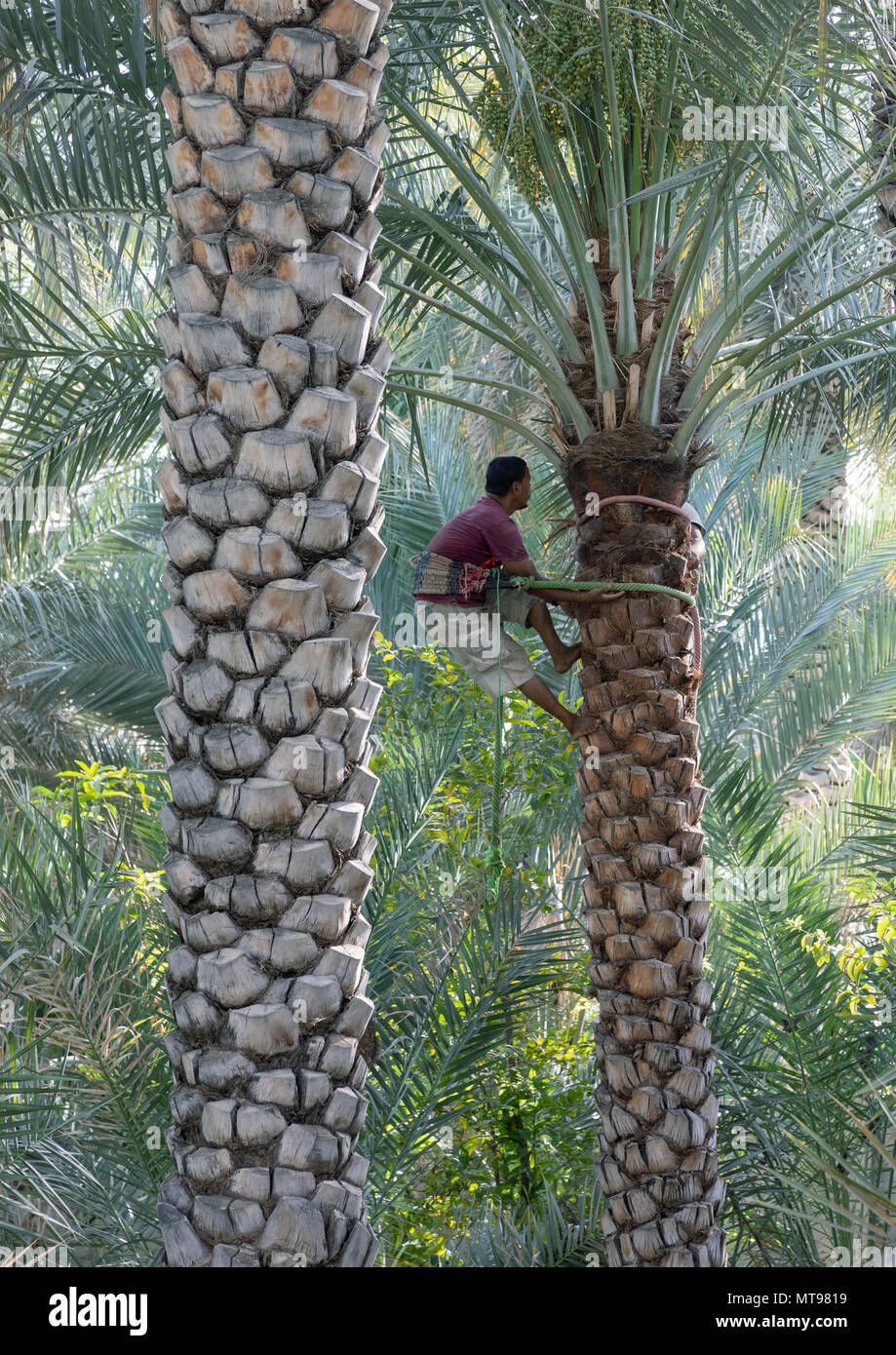 Oman18 082 hi-res stock photography and images - Alamy