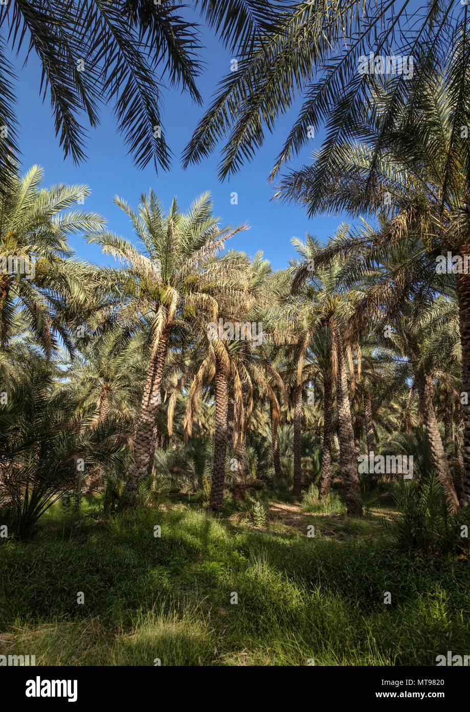 Date palms in an oasis, Ad Dakhiliyah Region, Al Hamra, Oman Stock ...