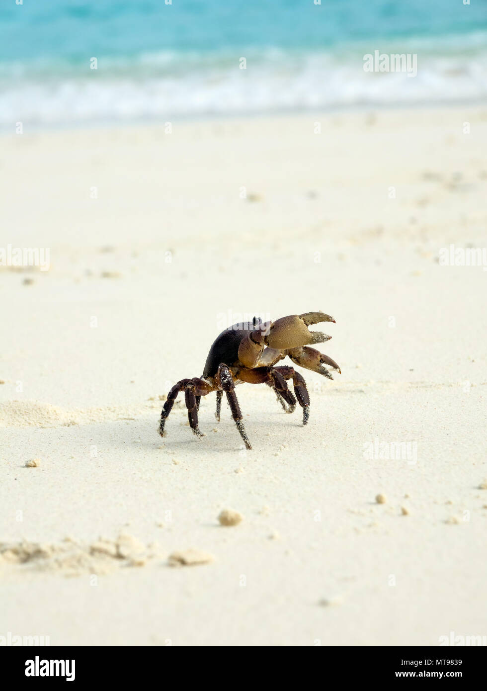 Crab on white sand beach Stock Photo - Alamy