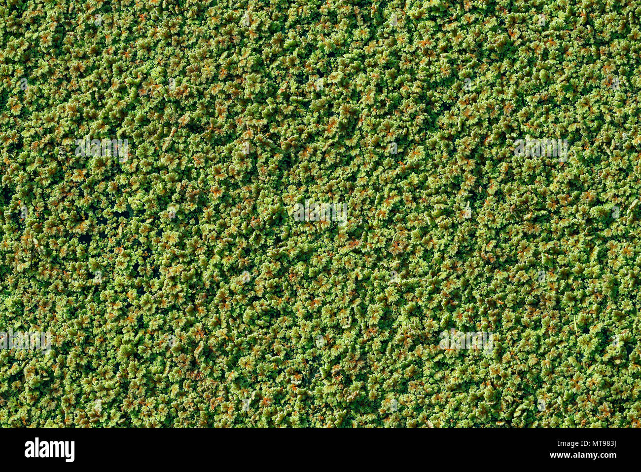 Pond with algal scum, aquatic plant background. Duckweed on the water ...
