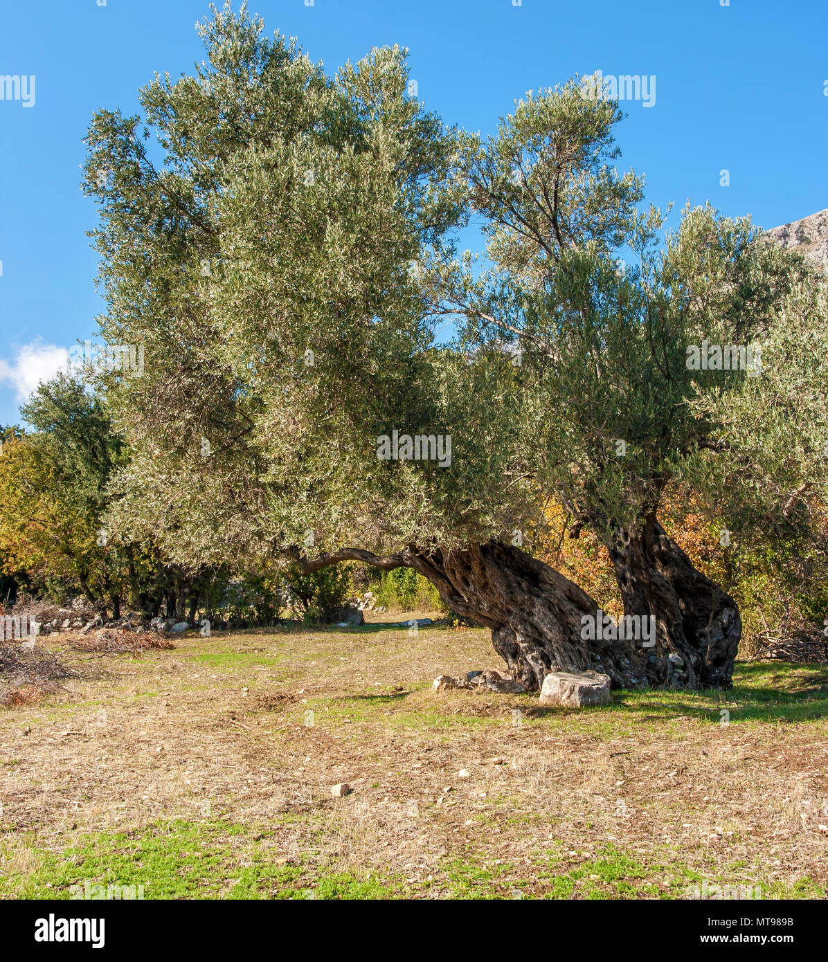 Single olive tree hi-res stock photography and images - Alamy