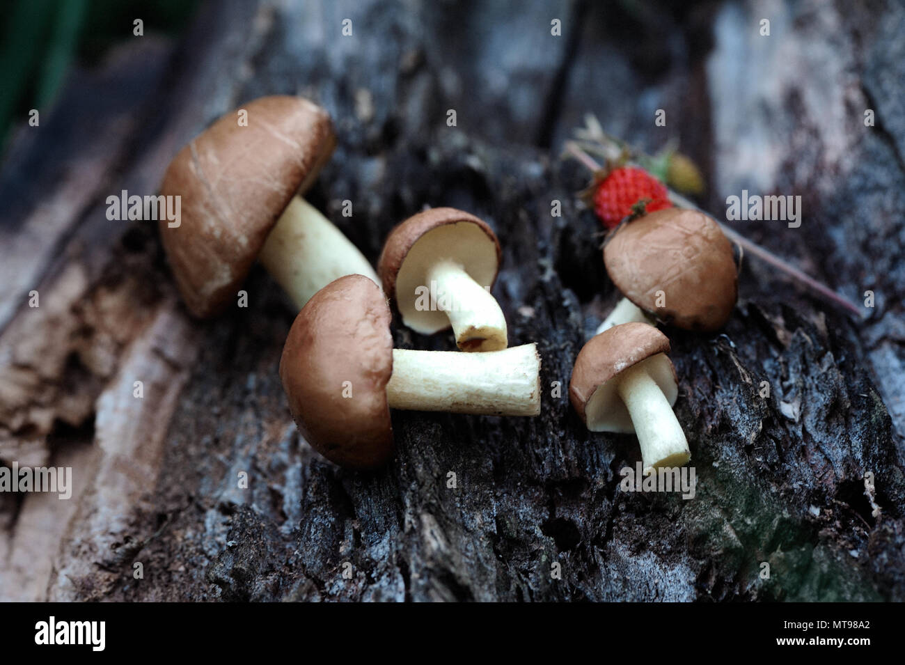 Group of edible forest mushrooms (Suillus luteus) in the background of ...