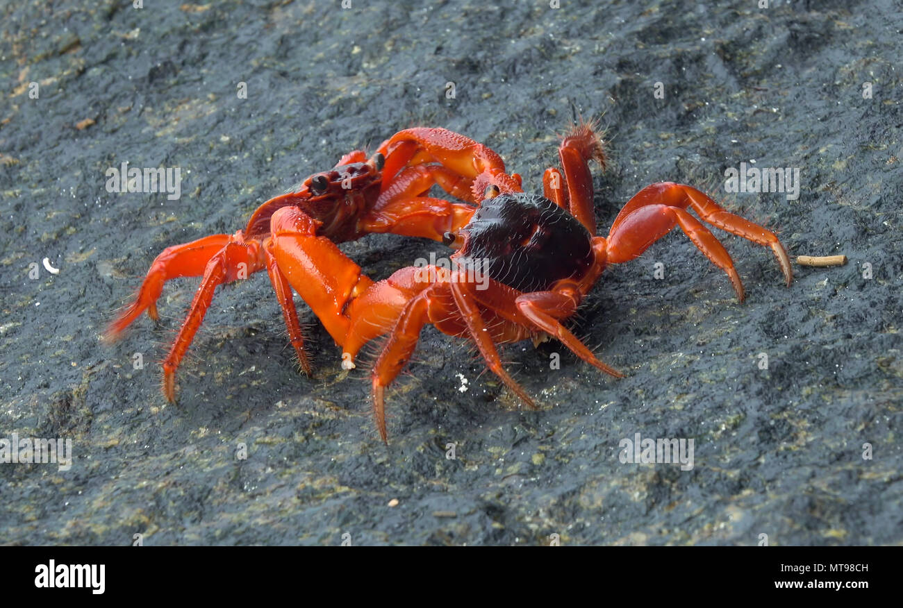 Crabs fighting hi-res stock photography and images - Alamy