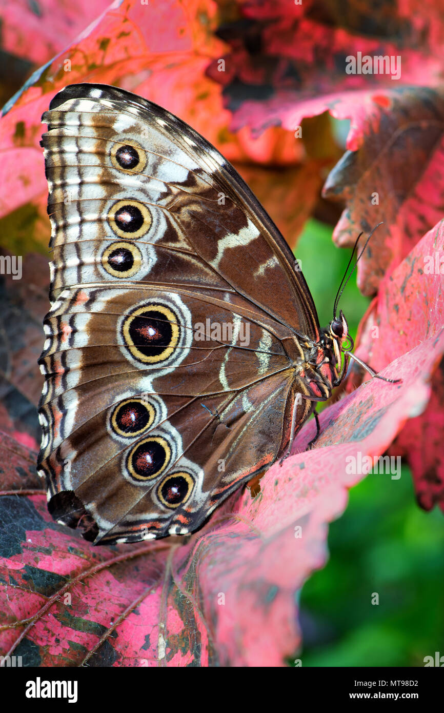 Giant owl butterfly - Caligo memnon, beautiful large butterfly from ...