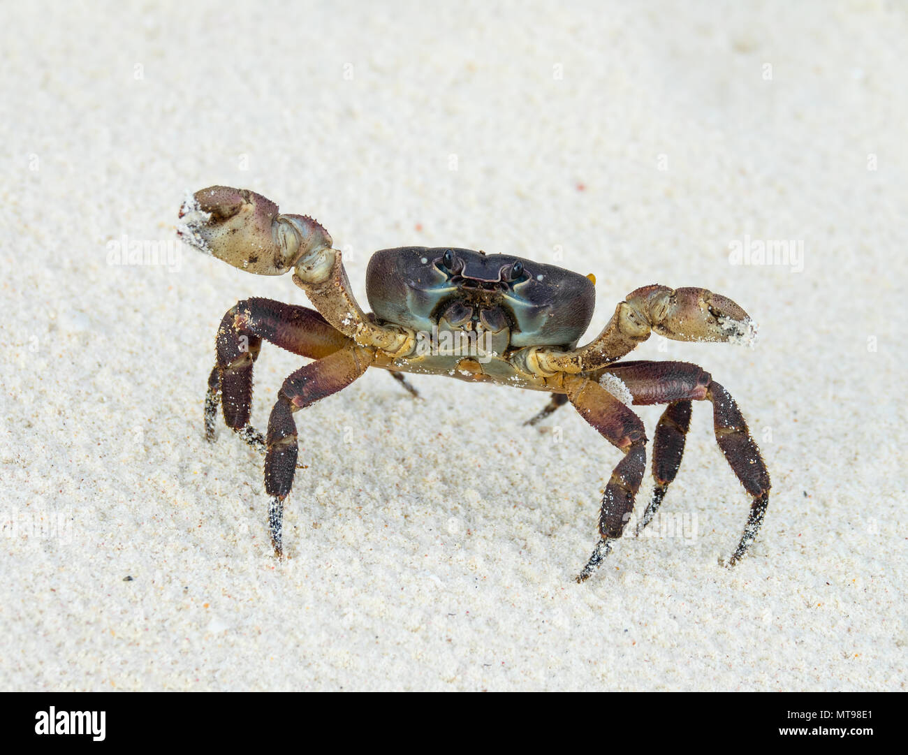 Crab with raised claws ready to attack Stock Photo - Alamy