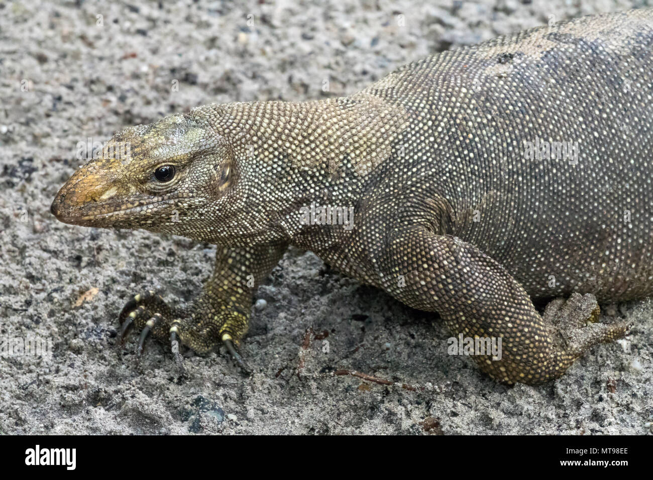 Varan lizard hi-res stock photography and images - Alamy