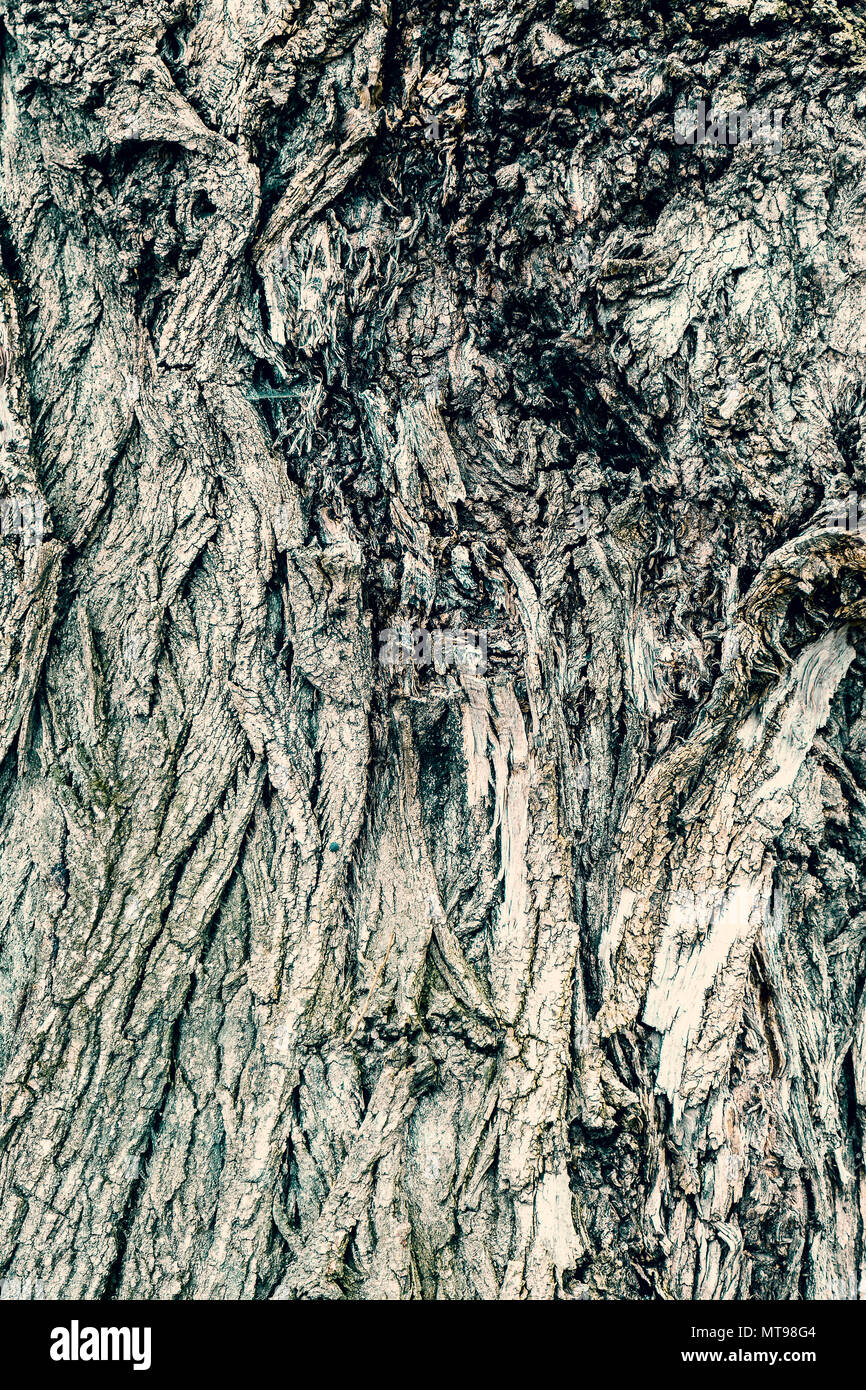 Tree bark texture or background in nature. Color effect Stock Photo - Alamy
