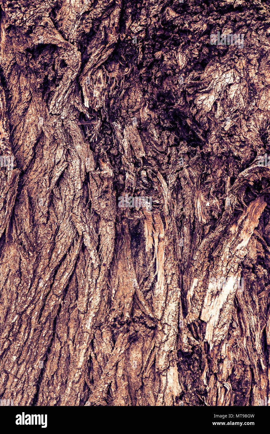 Tree bark texture or background in nature. Color effect Stock Photo - Alamy