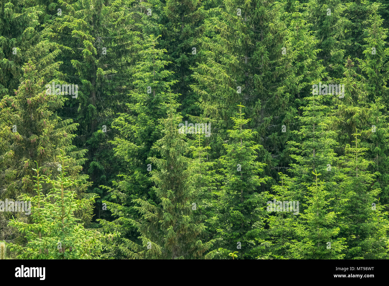 fir trees forest background Stock Photo - Alamy