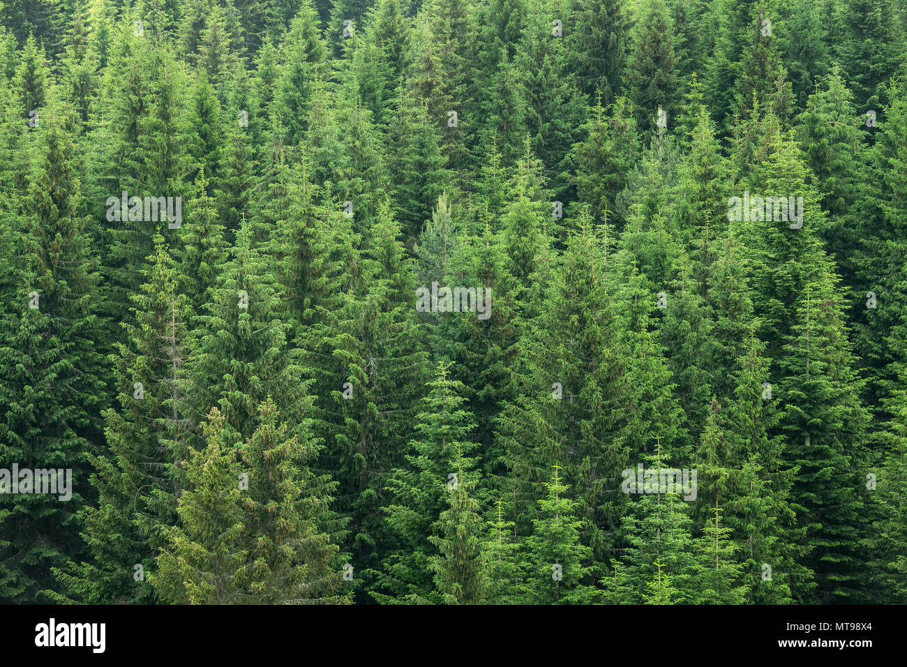 fir trees forest background Stock Photo - Alamy