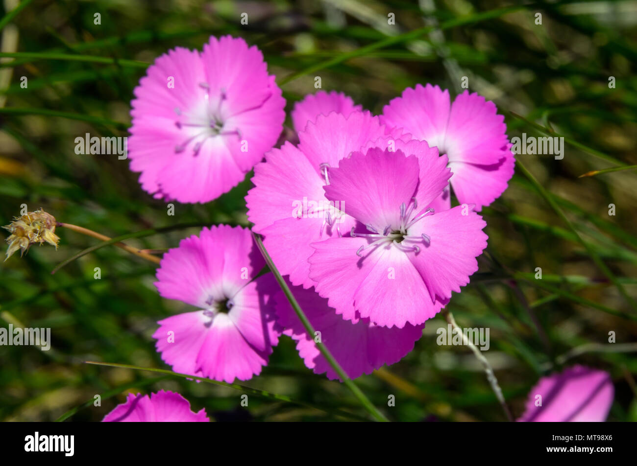 wild carnation pink flowers Stock Photo - Alamy