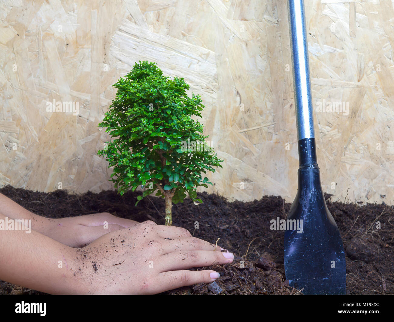 Tree planting , Nature Conservation Stock Photo - Alamy