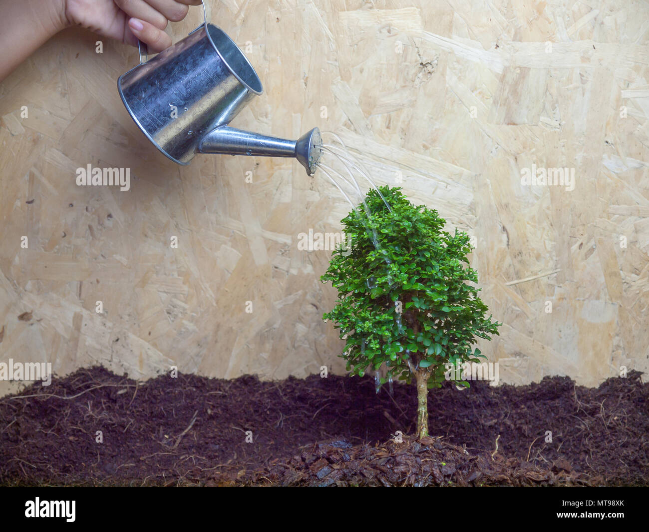 Tree planting , Nature Conservation Stock Photo - Alamy