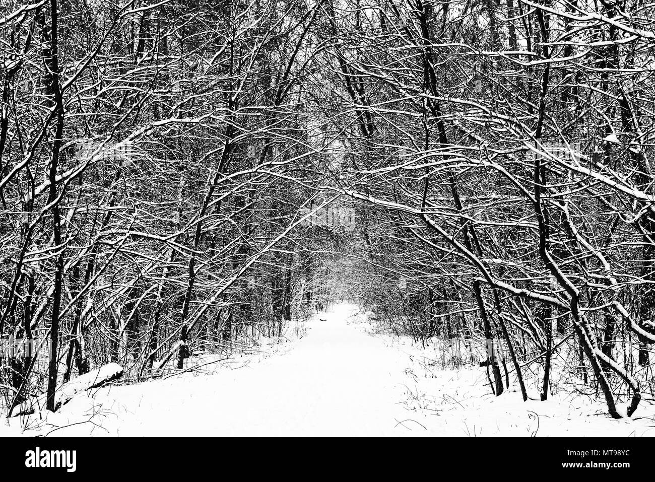 Winter forest with path and trees, covered with snow, natural outdoor ...