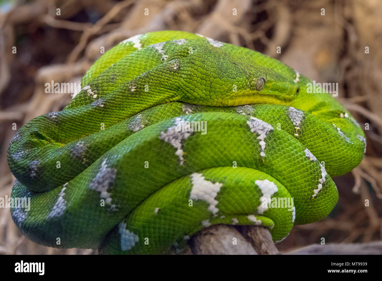 Green Tree Python Snake Stock Photo - Alamy
