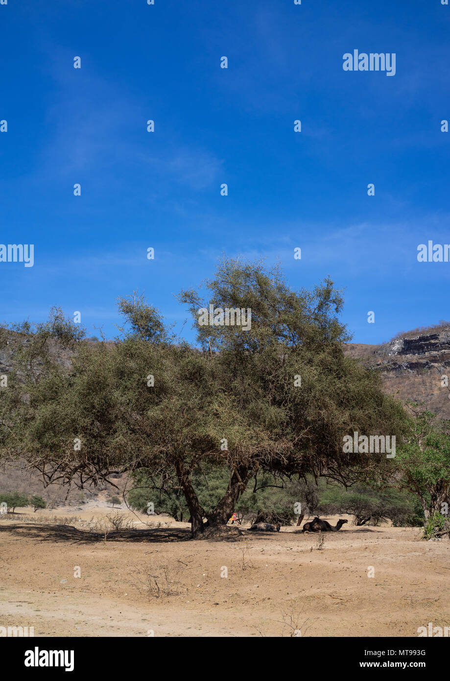 Sidr tree which gives are honey, Dhofar Governorate, Wadi Dirba, Oman ...