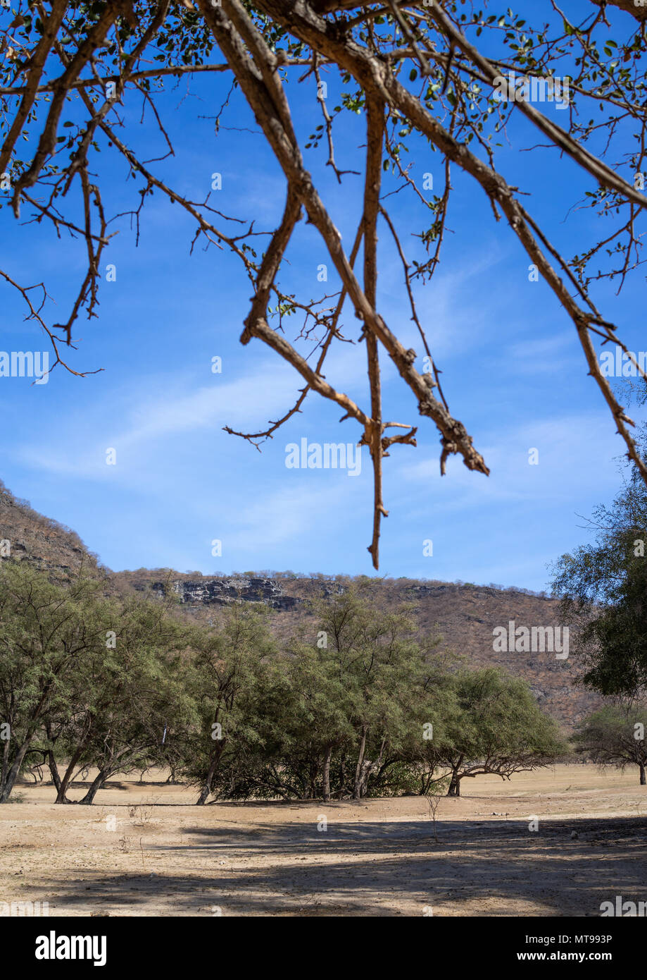 Lote tree hi-res stock photography and images - Alamy