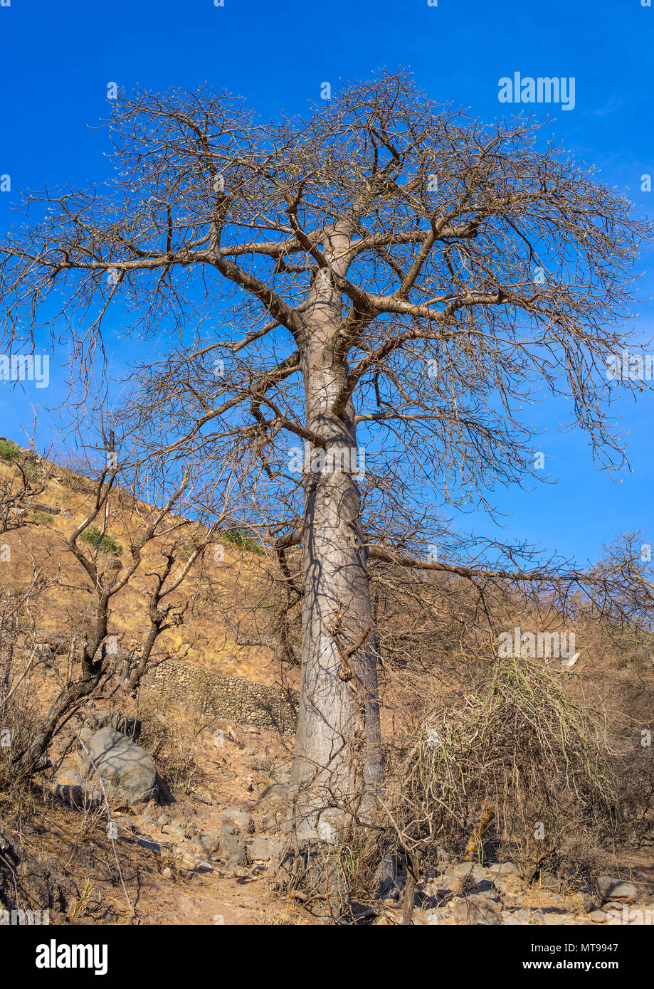 Baobab tree in wadi hinna, Dhofar Governorate, Wadi Hinna, Oman Stock ...