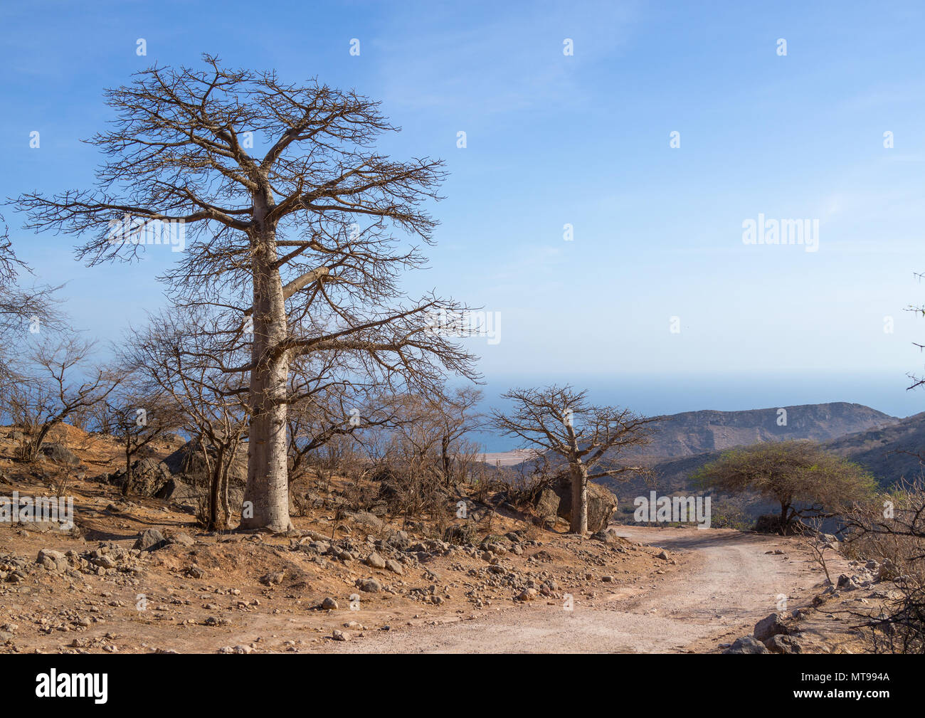 Baobab tree in wadi hinna, Dhofar Governorate, Wadi Hinna, Oman Stock ...