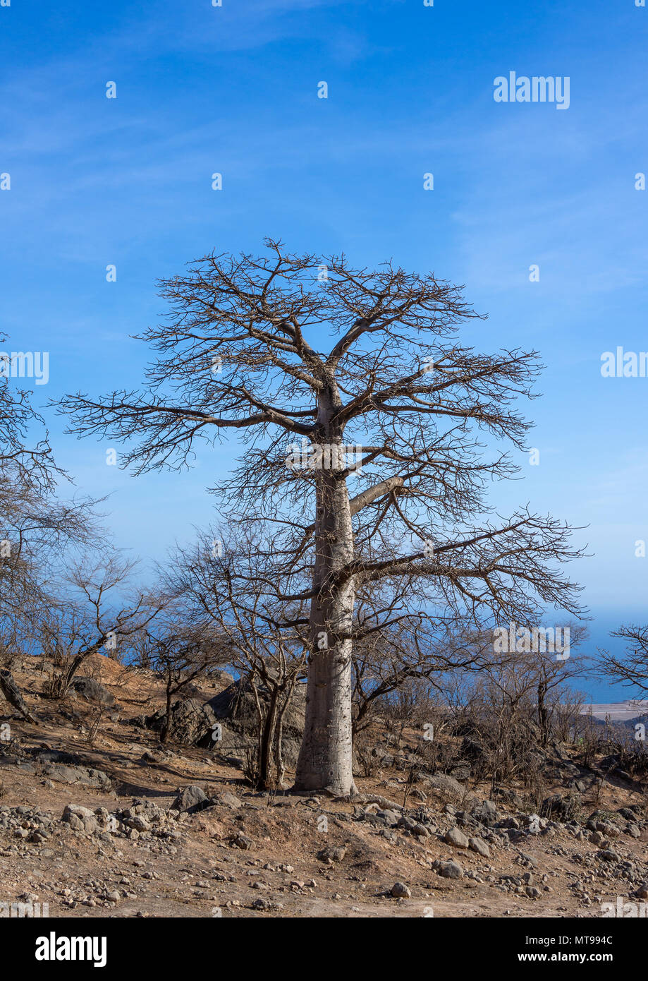 Baobab tree in wadi hinna, Dhofar Governorate, Wadi Hinna, Oman Stock ...