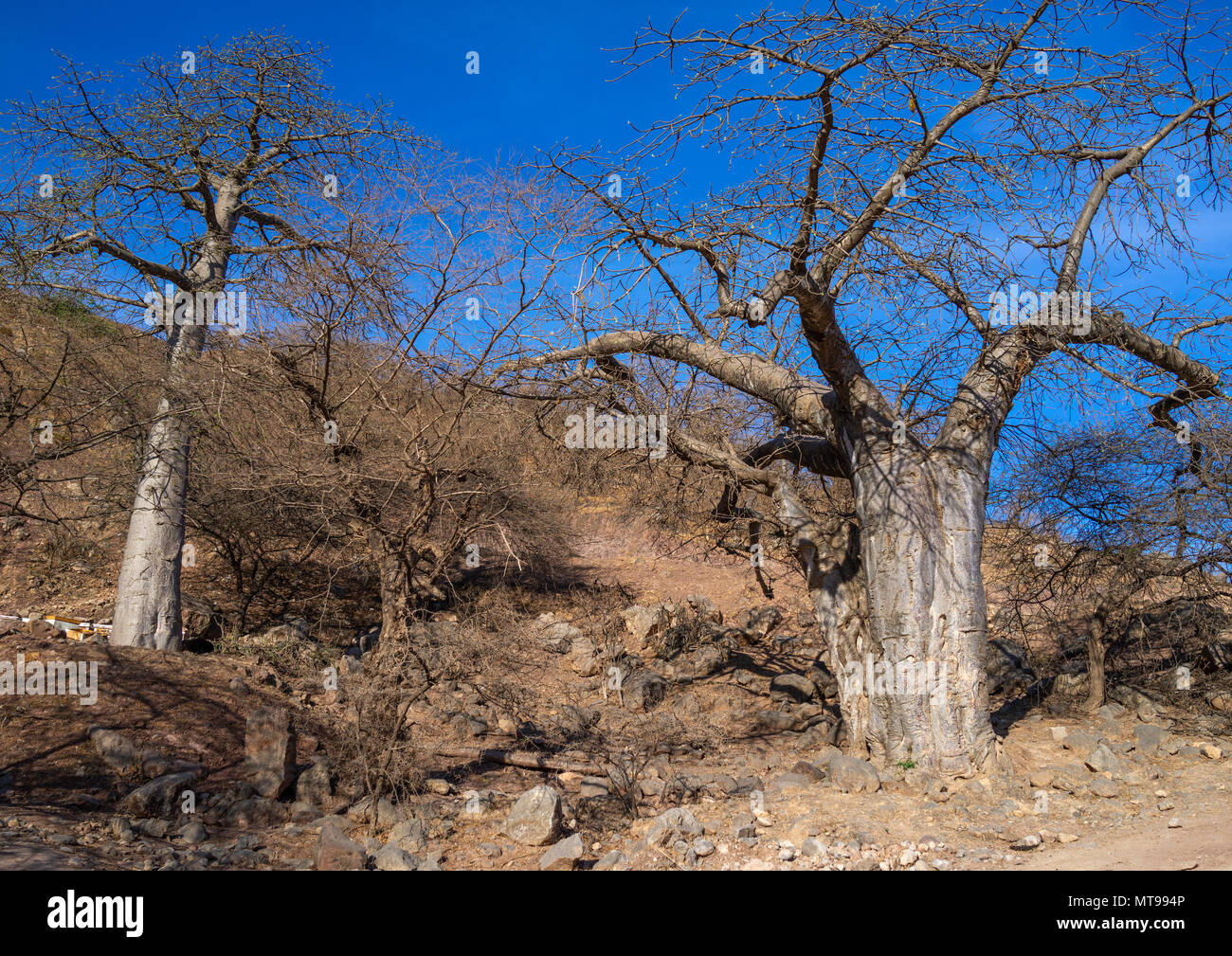 Oman dhofar not desert trees hi-res stock photography and images - Alamy