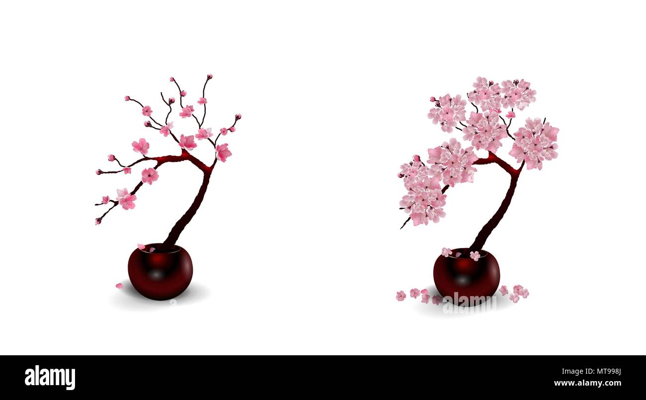 Sakura Ikebana. Composition. Two Drawings of flowers in pots. Isolated ...