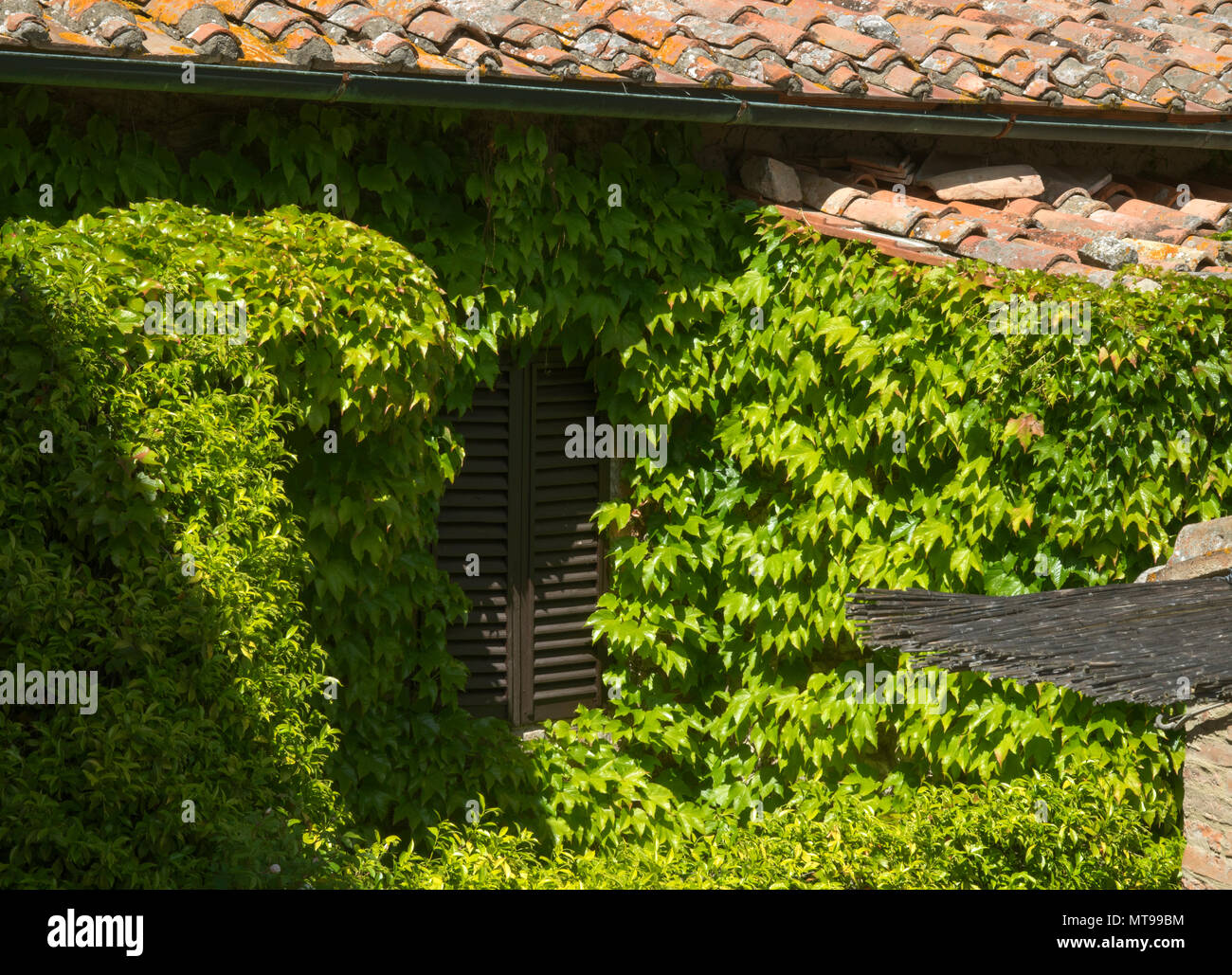 Old house and vines hi-res stock photography and images - Alamy