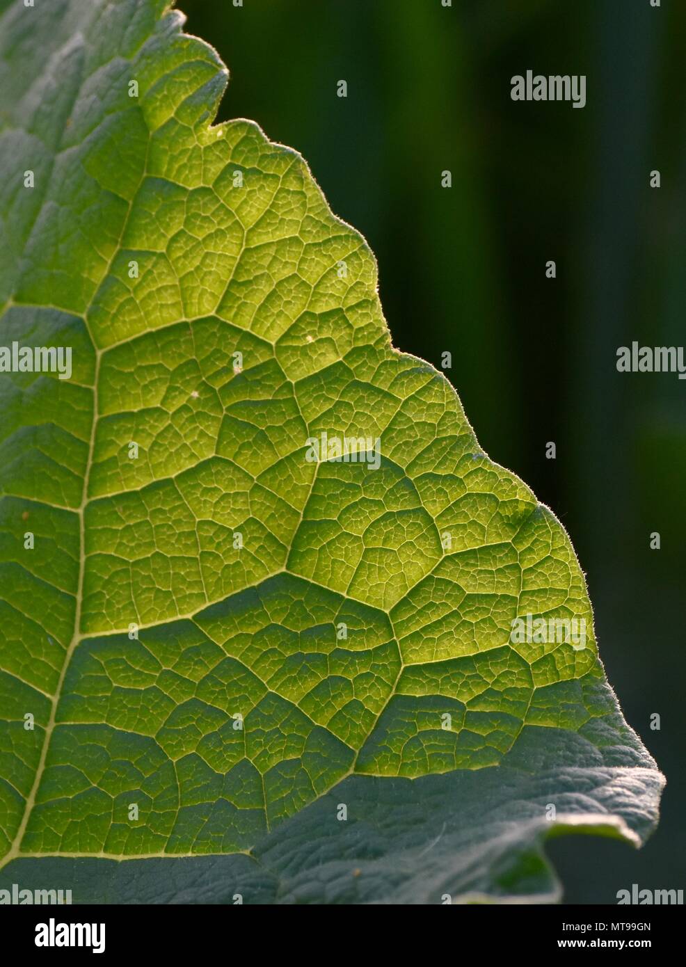 Beauty in the Weeds series Stock Photo - Alamy