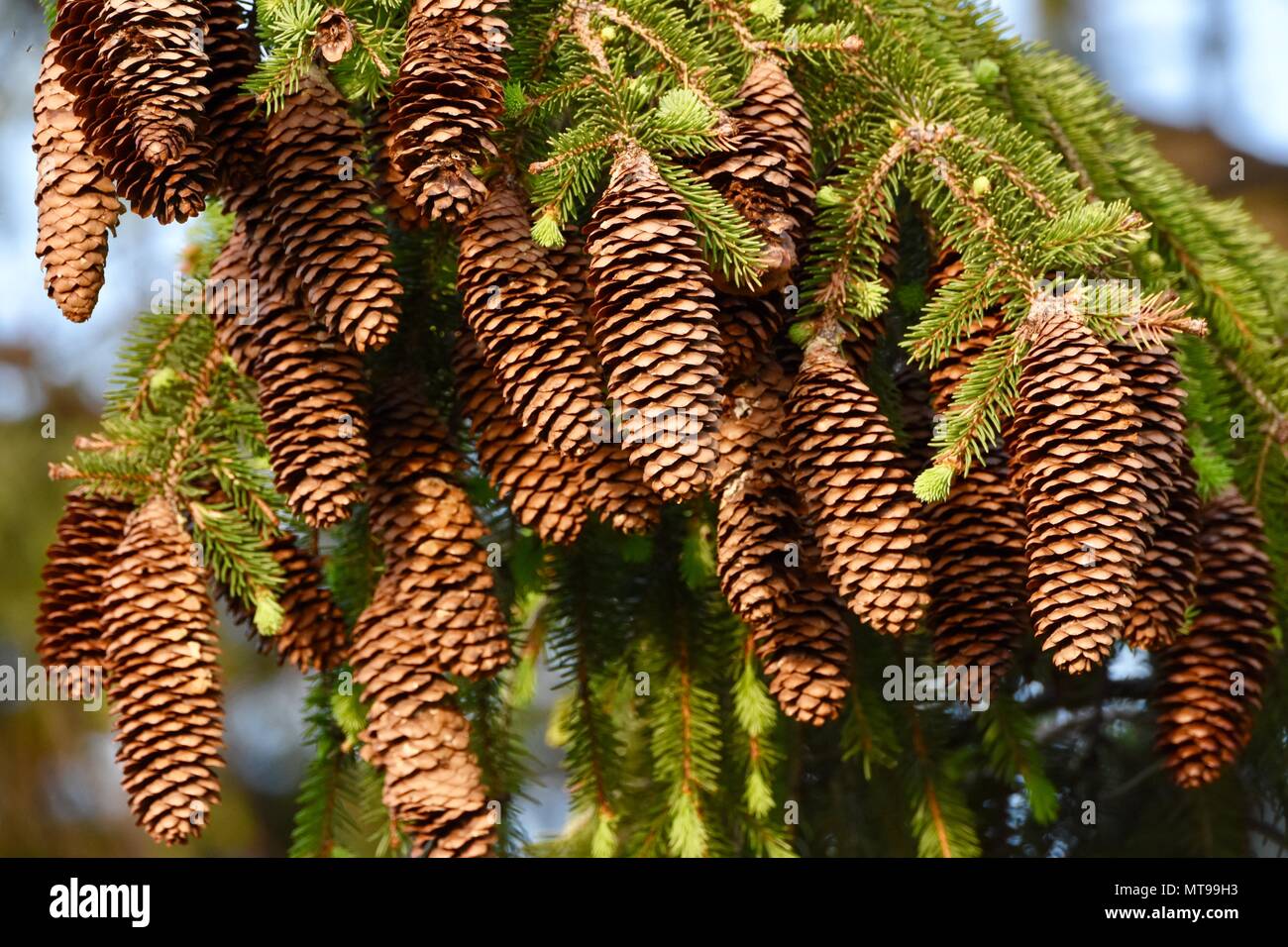 Pine cone cluster Stock Photo - Alamy