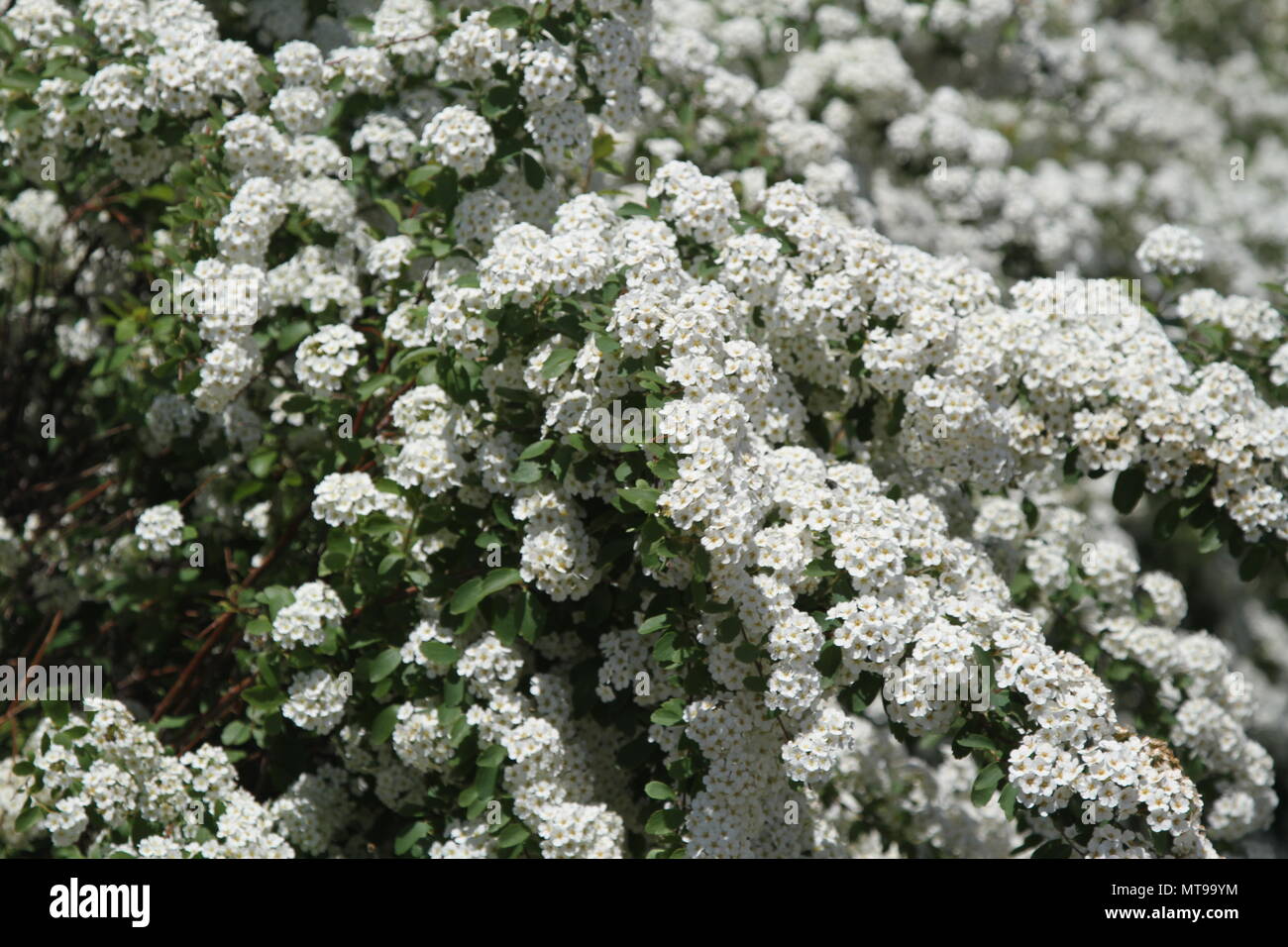 Spirea shrub hi-res stock photography and images - Alamy