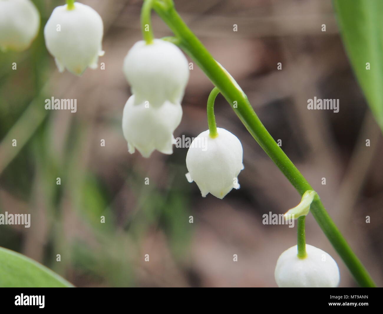 Closeup white buds lily valley hi-res stock photography and images - Alamy